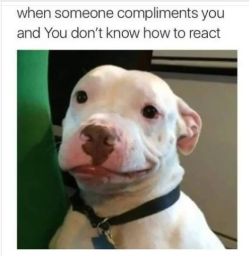 Dogs Meme That Will Make You Laugh - TheZenParent