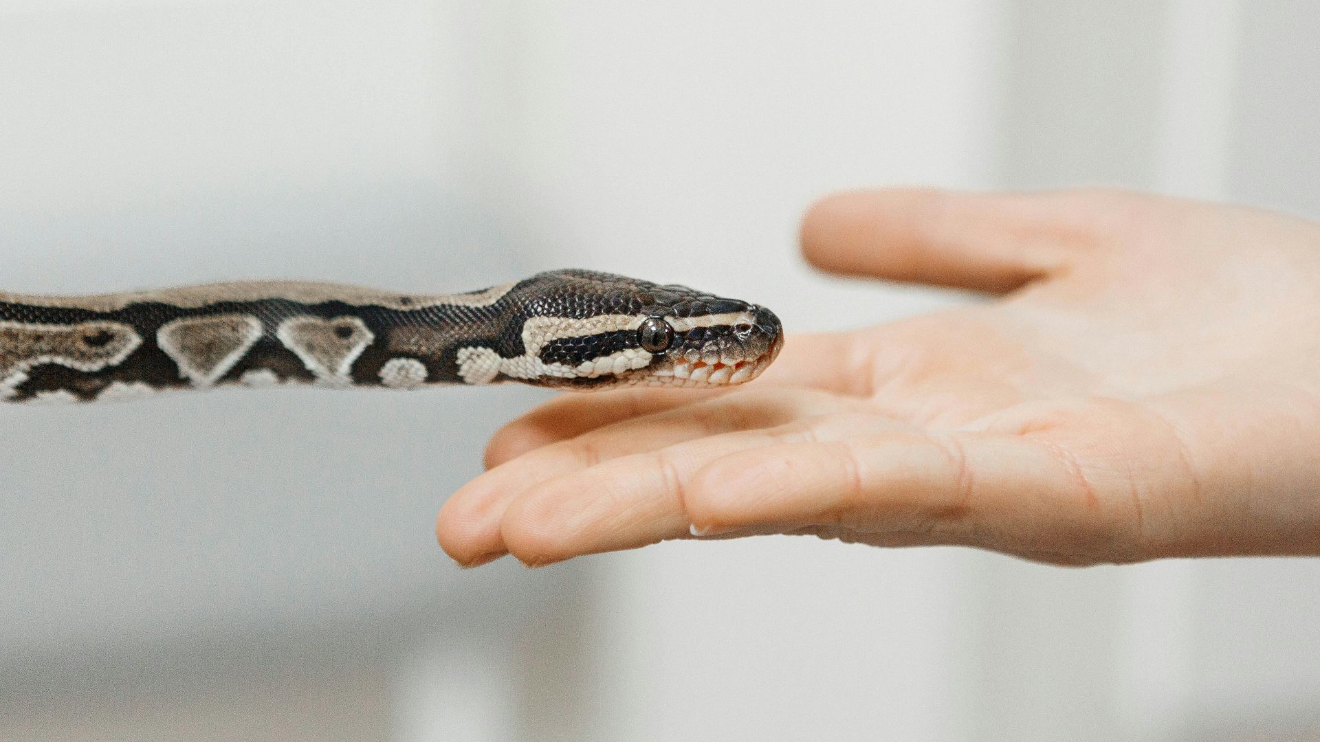 10 Hardest Pets to Take Care Of & 10 Easiest Ones - TheZenParent